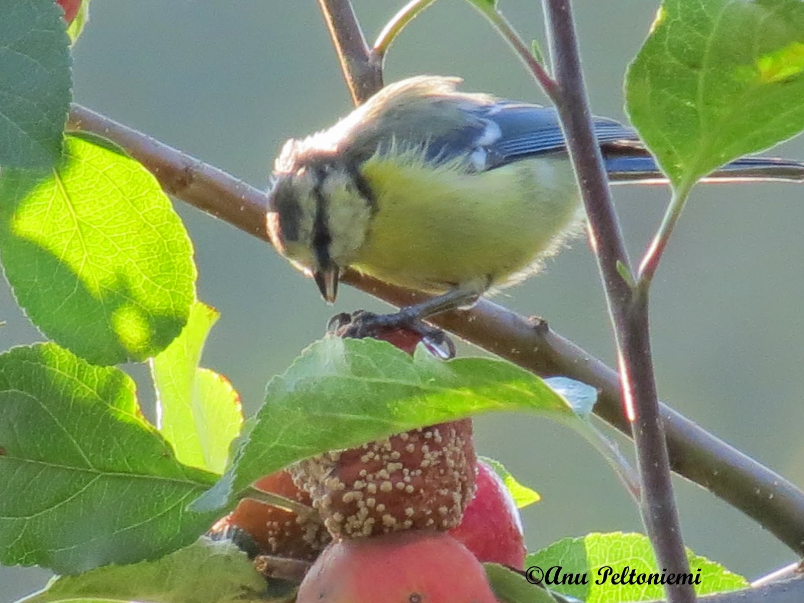 Lintuilua - Birding: Pikkulinnut omenapuissa