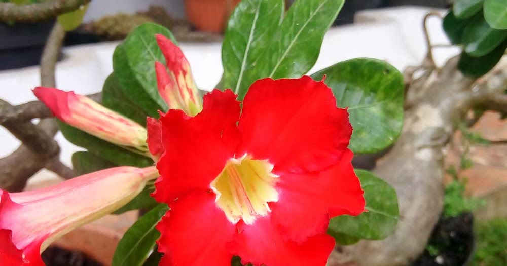 Red Adenium Blooms