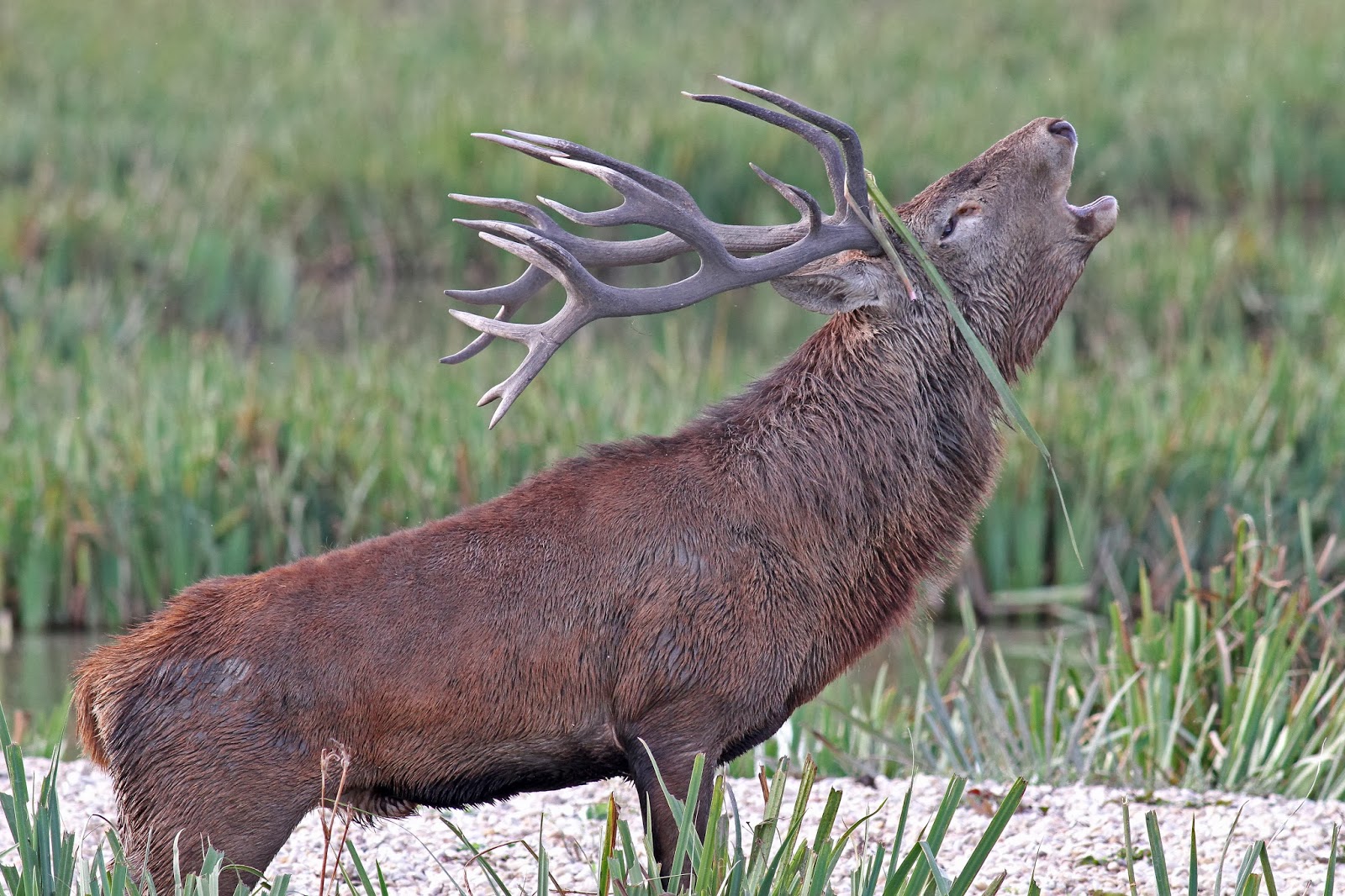 Navarra al natural: Tiempo de berrea.