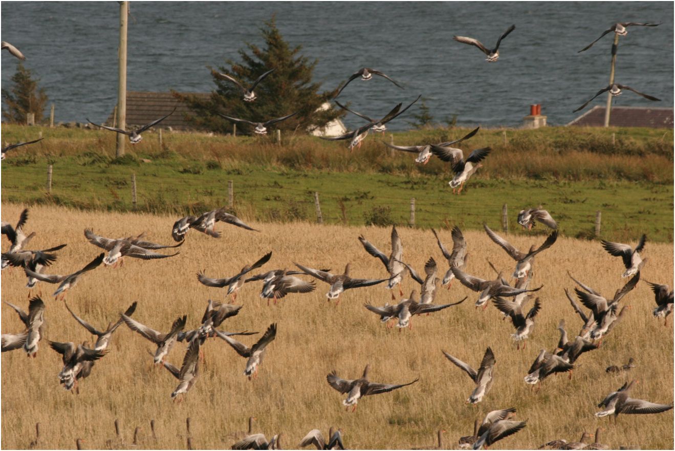 Islay Natural History Trust: Birds in the Barley Crop