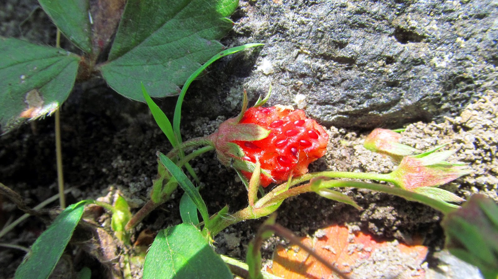 Wandering in Canada: Wild Strawberry - Fragaria virginiana - Fraise sauvage