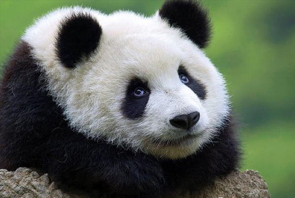 Datos que no sabías sobre los Osos Pandas: Datos interesantes de los ...