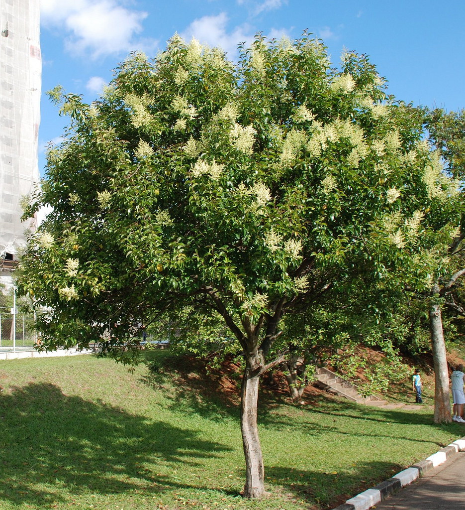 Ligustrum lucidum «ligustro» - Id Plantae