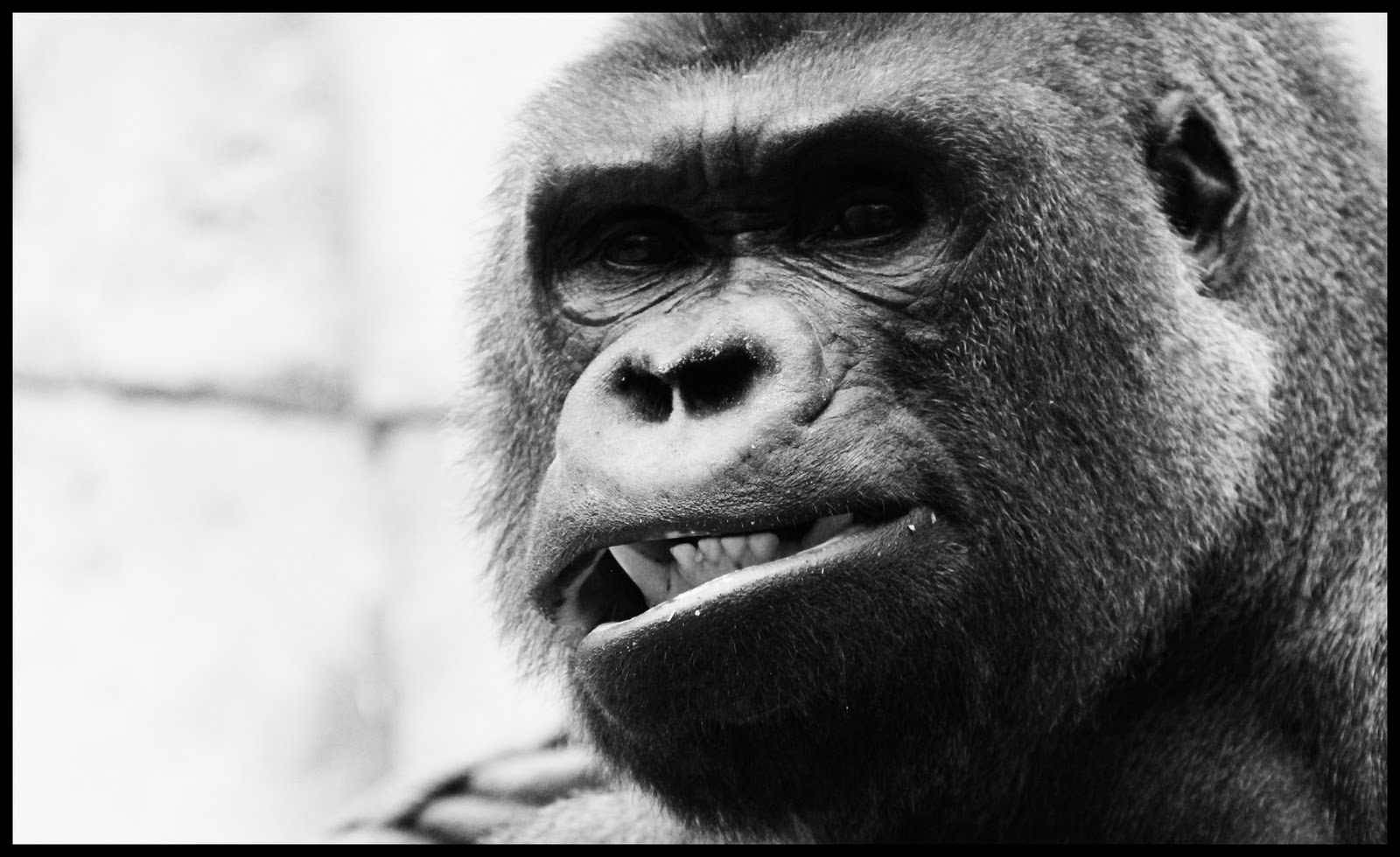 DE NADA UN POCO: Planet of the Apes