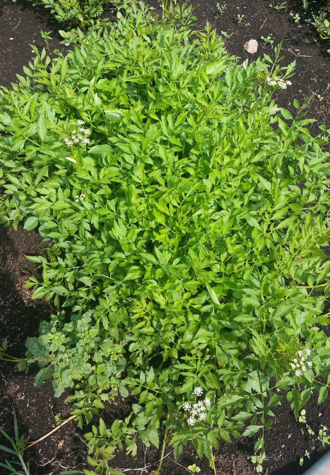 Warisan Petani: MB 20 : Kerabu Daun Selom