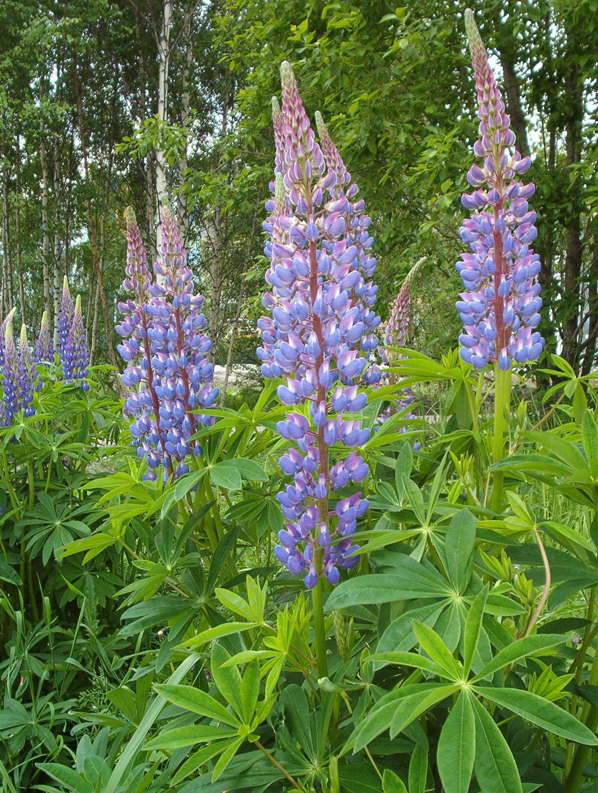 Lupinus mutabilis «chocho» - Id Plantae