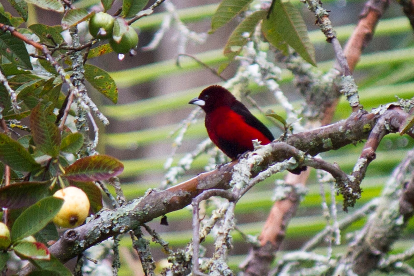 Avistamientos de Aves en Silvanìa (Cundinamarca - Colombia)