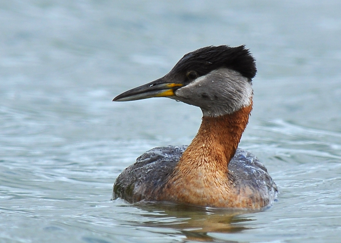 200 Birds: Red-necked Grebe in Utah