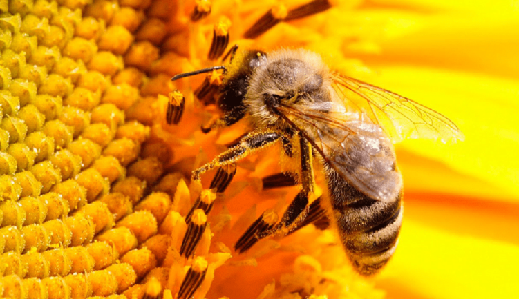 Buena Vida: Declaran a la Abeja como el ser vivo más importante del Planeta