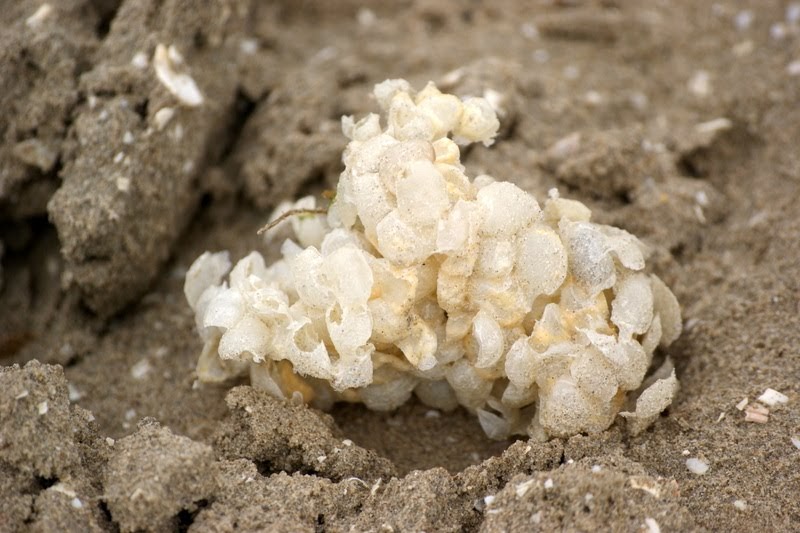 Schelpdieren: Wulken