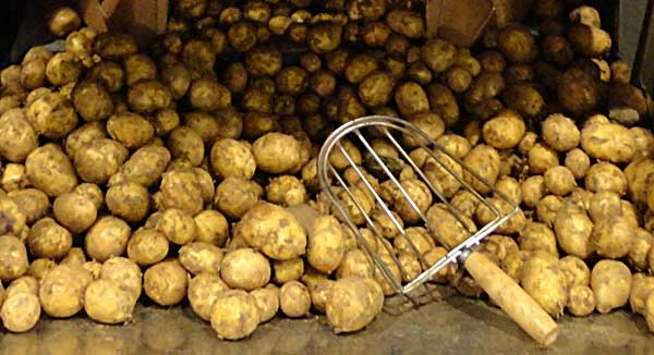 Calle Rockbäcks BLOGG: Nypotatis