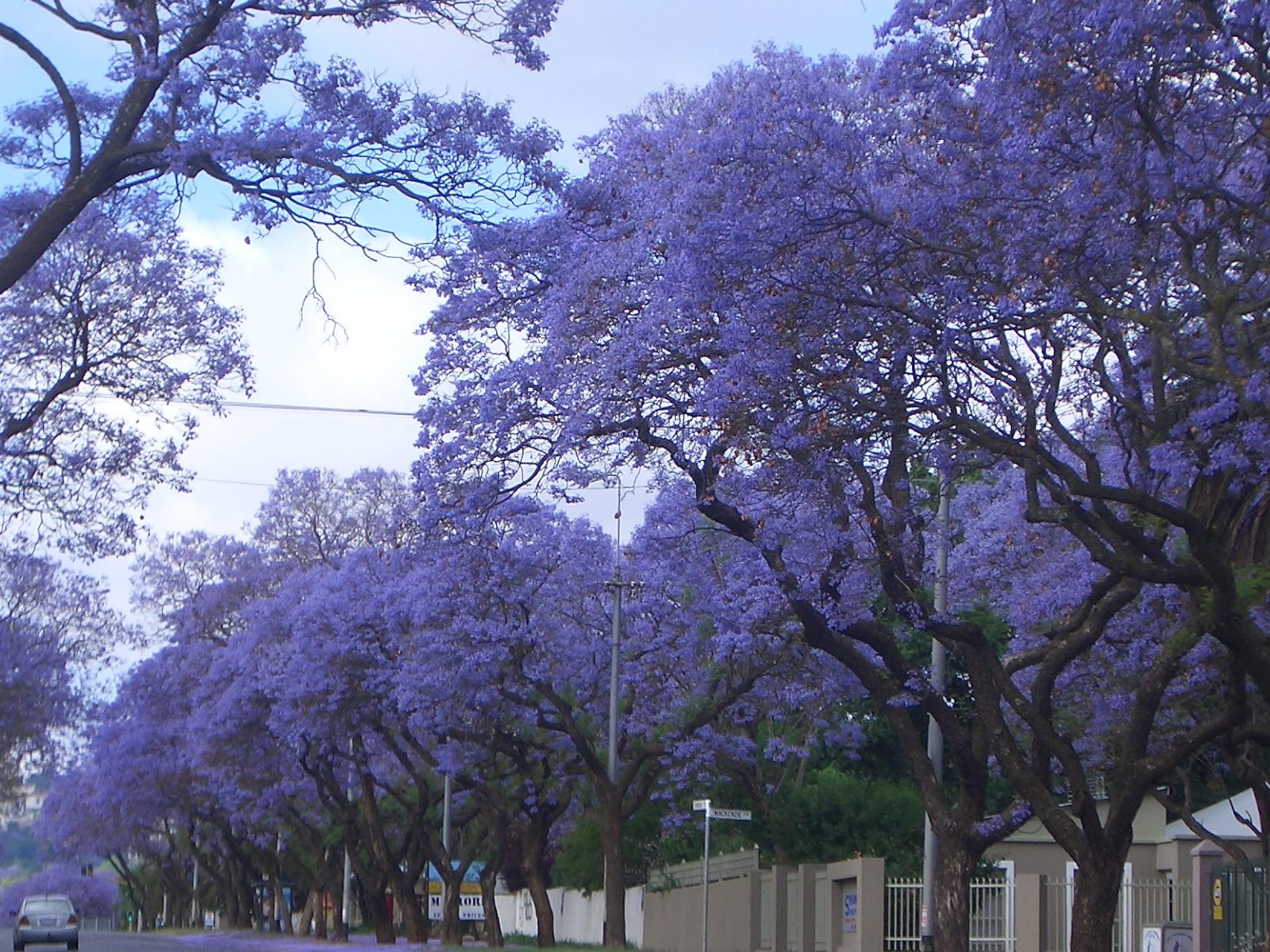 Viveiro Ciprest - Plantas Nativas e Exóticas: Jacarandá Mimoso ...