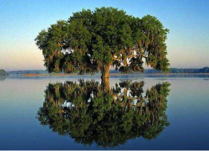 Renacer En CRISTO: Una Vida Fructífera.