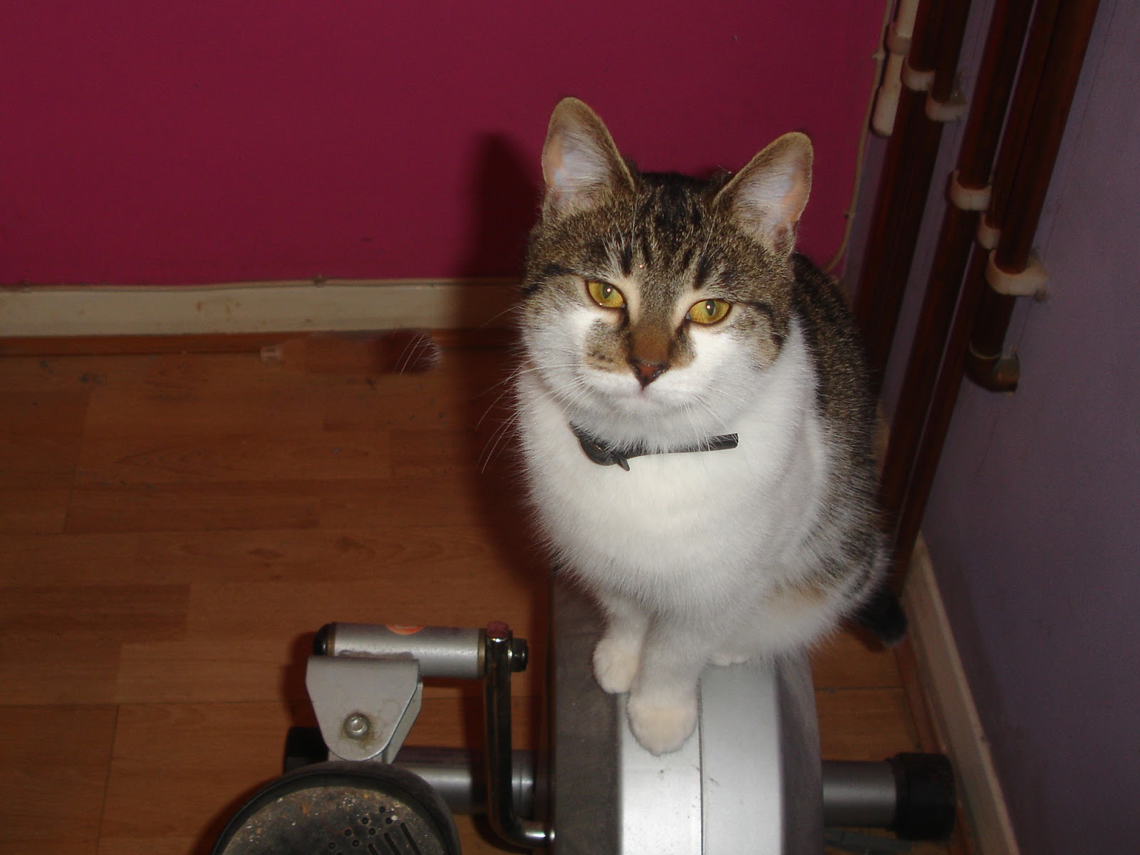 Rescue cat : Enid - a quick update on the latest foster cat