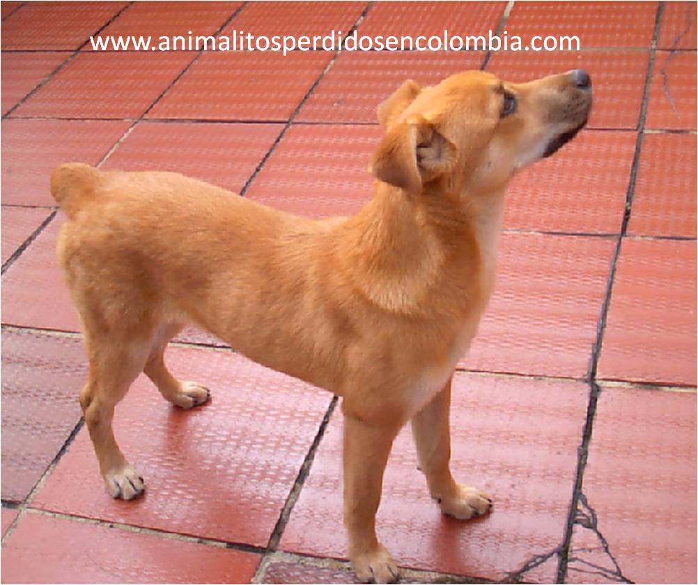 Animalitos Perdidos en Colombia: ENCONTRADO BOGOTÁ - PERRO CRIOLLO ...