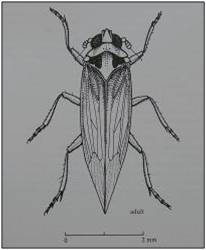 Budidaya Teknik dan Teknologi Pertanian: Pengendalian Hama Wereng