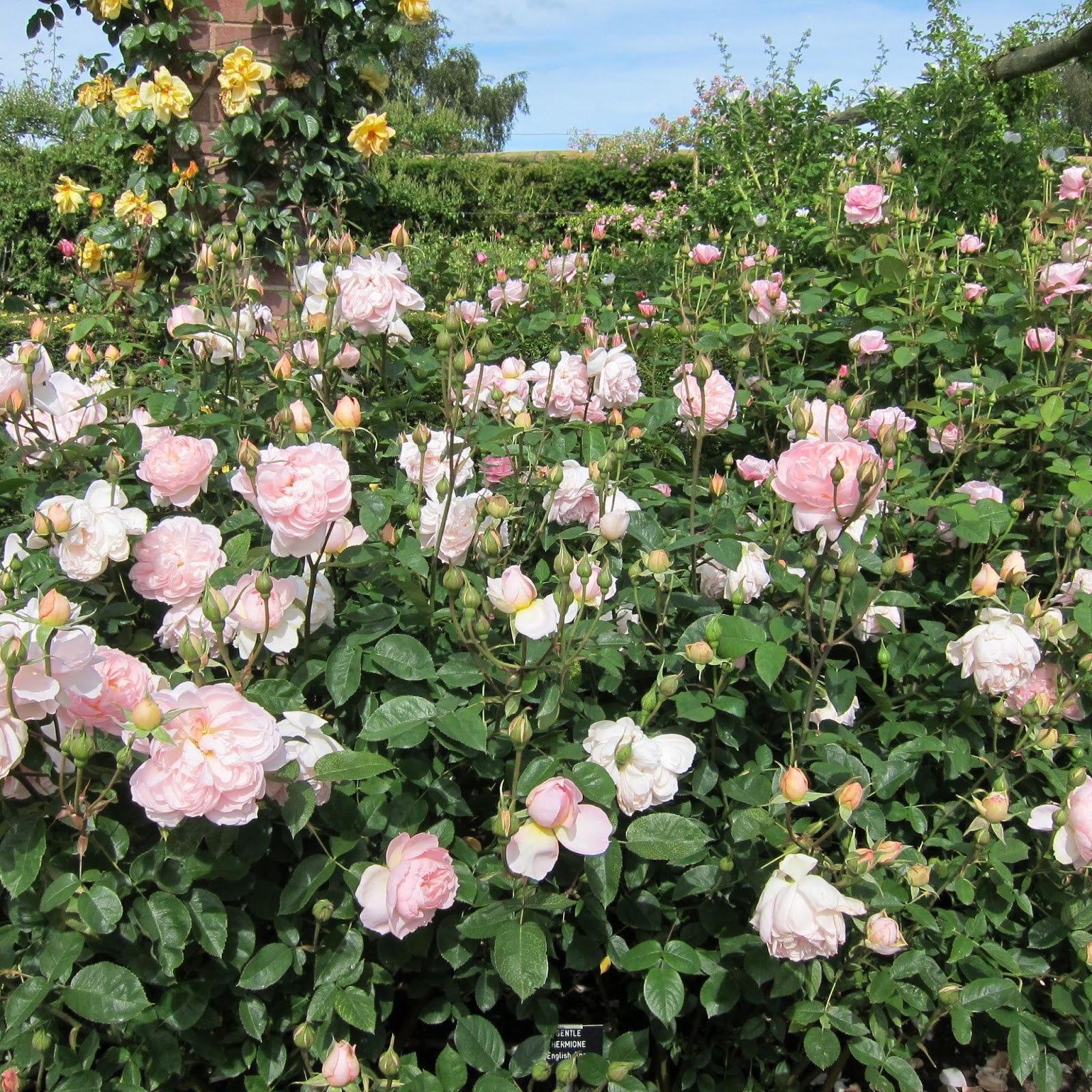 New shoots - biopic of a rebellious English garden...: Bit of a ...