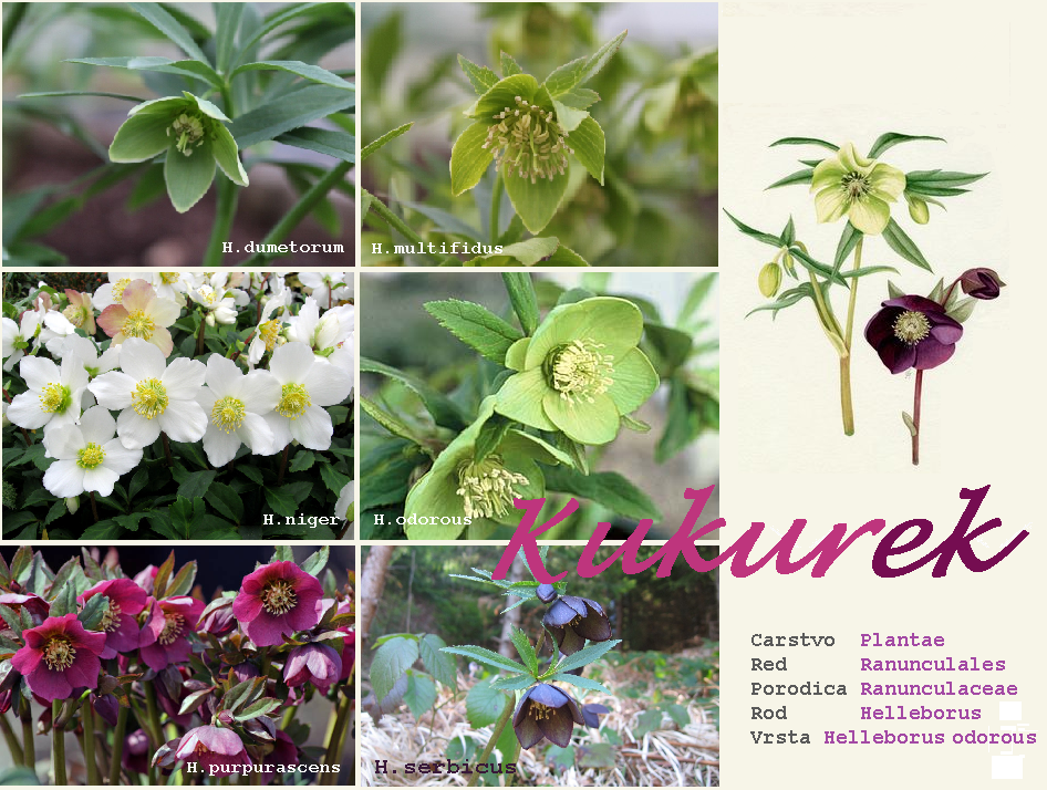 101 cvet : Kukurek - simbol opasne lepote