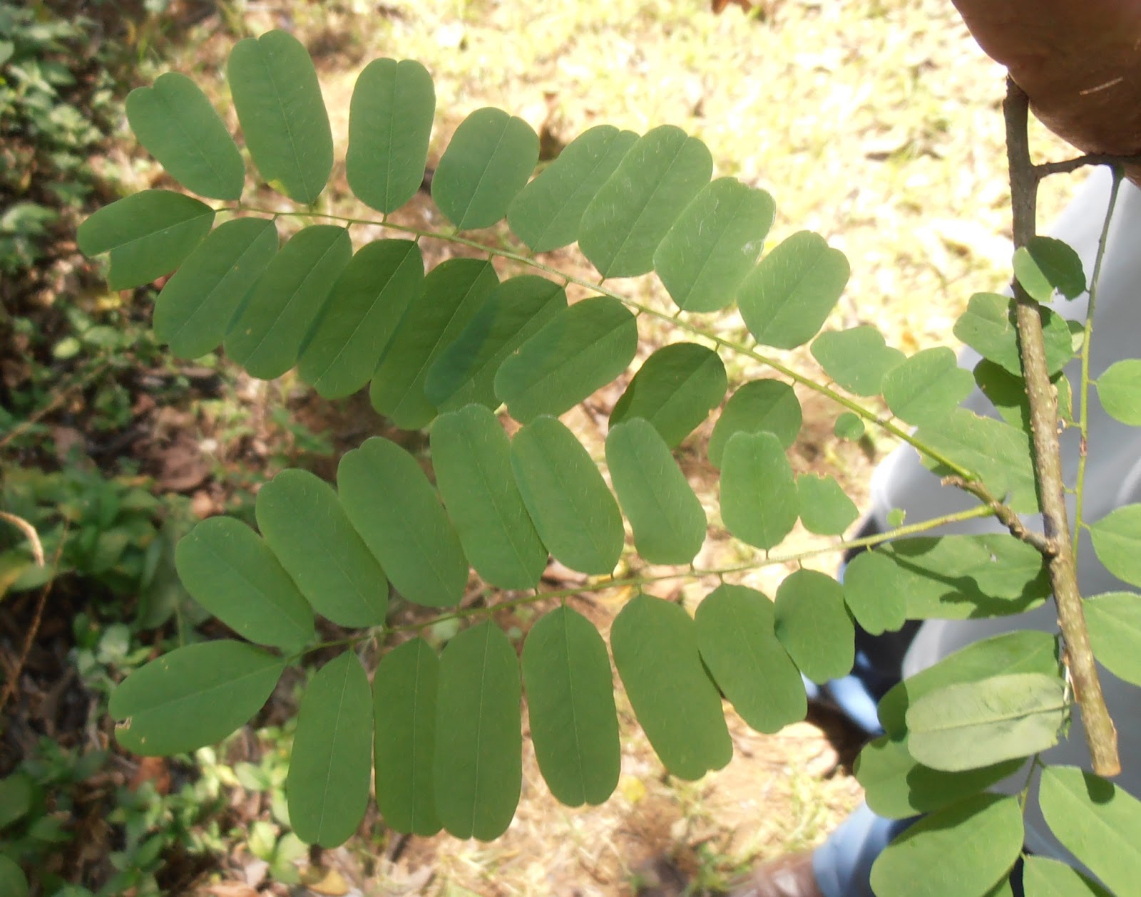 Flora de Puerto Rico Ilustrada Papo Vives: FABOIDEAE Myrospermum ...