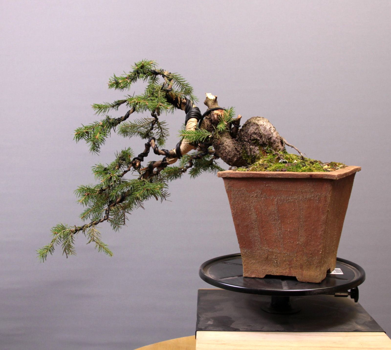 Bonsai Moravia Blog: SHOHIN SPRUCE CASCADE