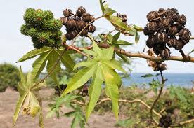 CASTOR PLANT, THE AGRIC OIL BUSINESS. Complete Biz Plan. ~ Agrotrending Hub