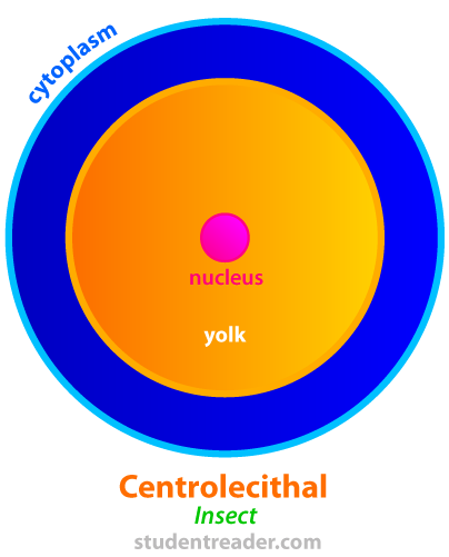 TIPE TELUR ~ Embryology of Aves