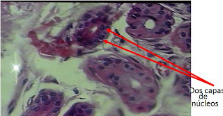 atlas de histología: TEJIDO EPITELIAL