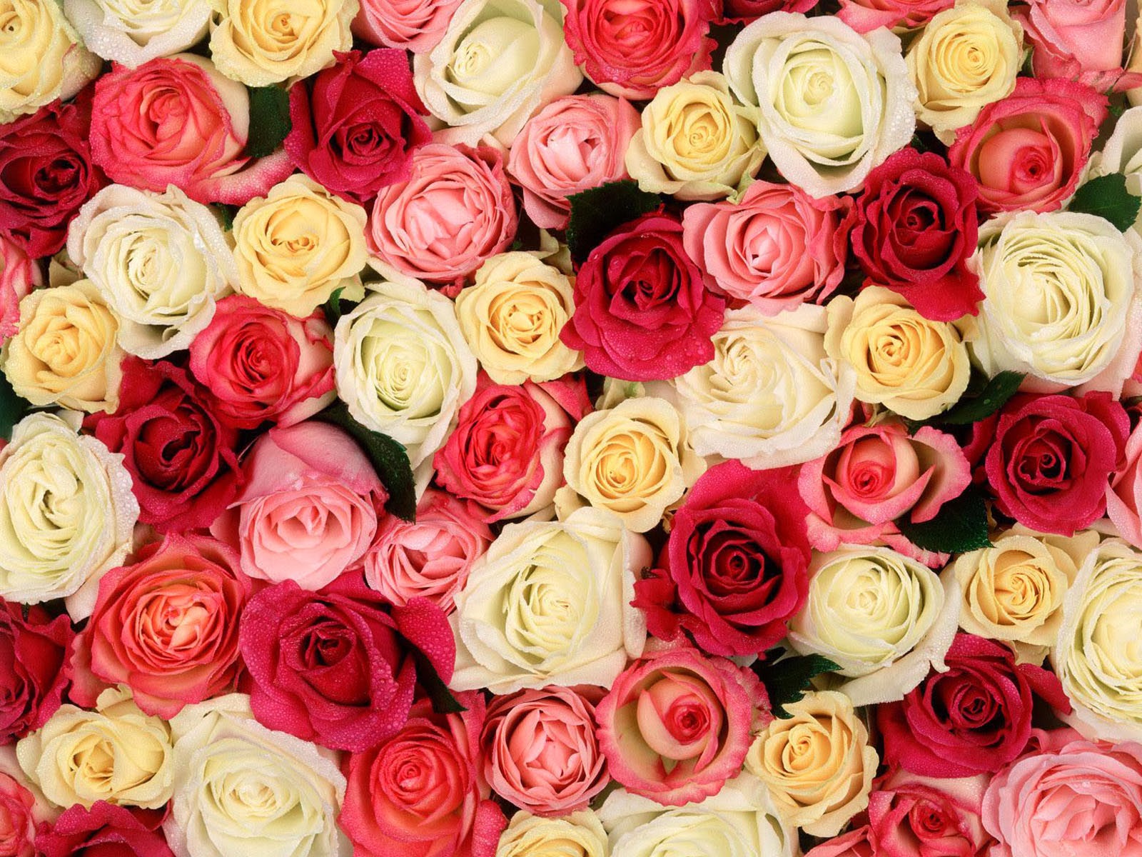 Roses Wallpapers - Amazing Picture Collection