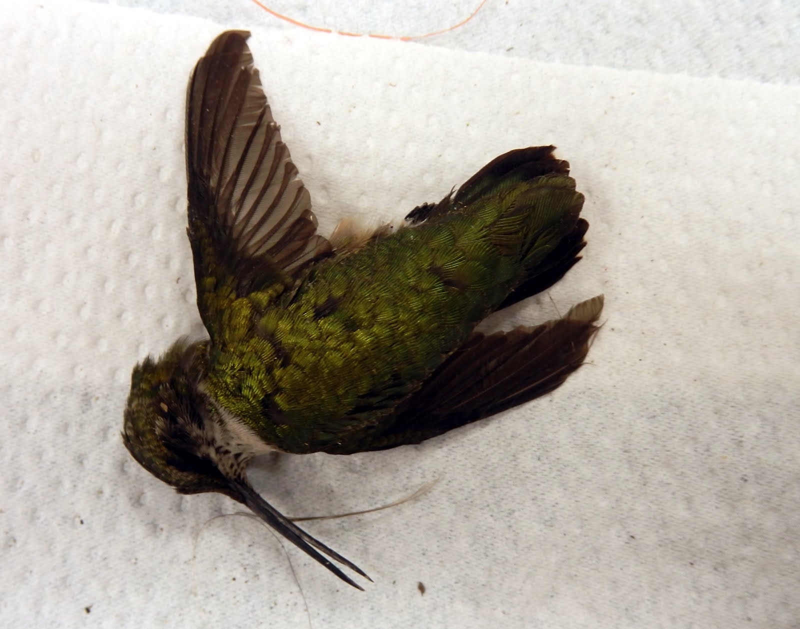 Hummingbird Tongue Microscope