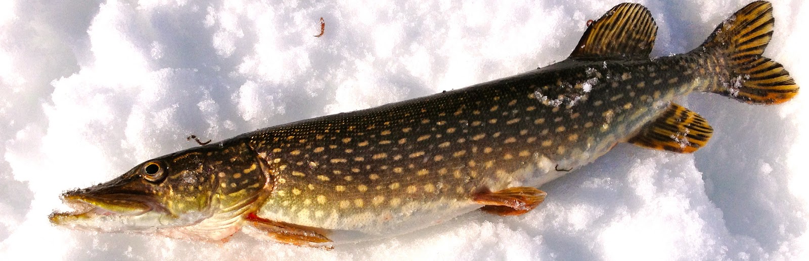 The Baked Alaska Project: Baked Northern Pike with Crab Stuffing