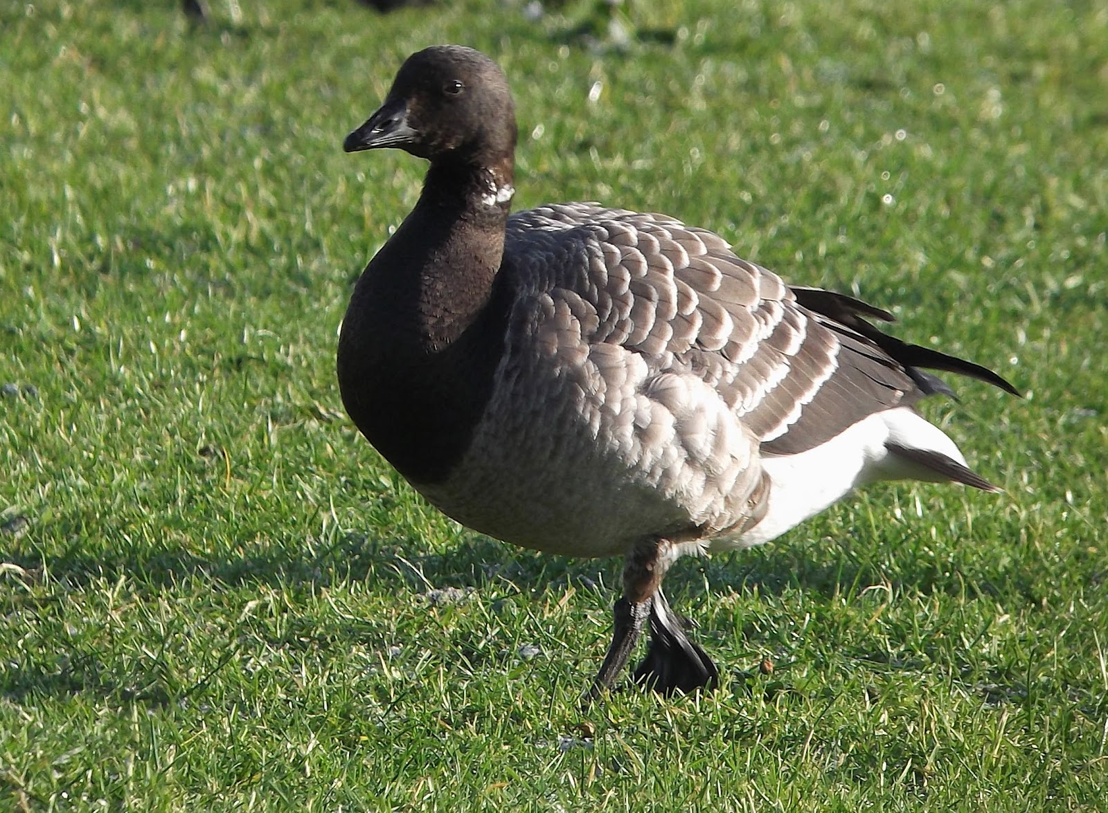 irishbrentgoose: Researching Brent Geese in Dublin