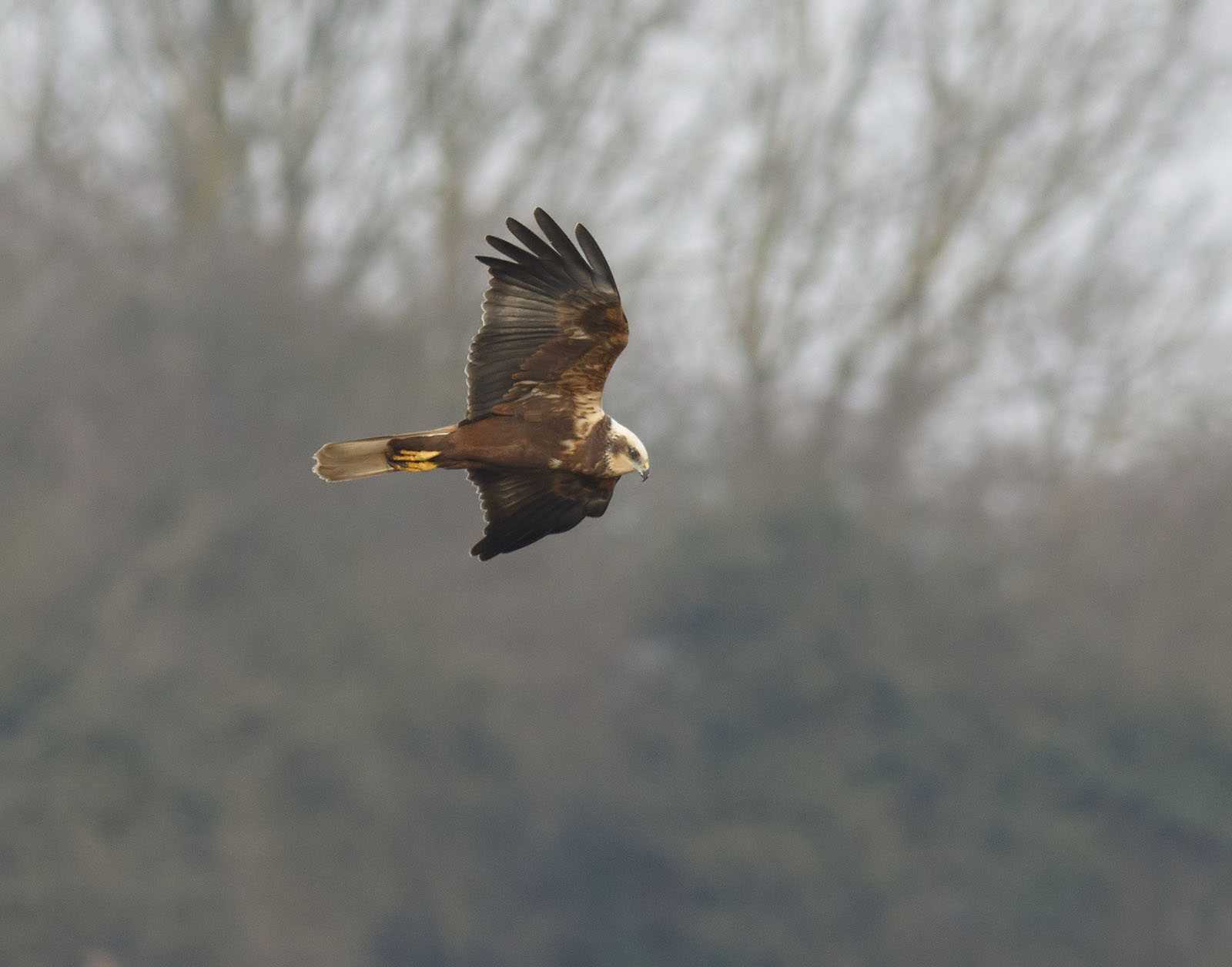 pewit: young male Marsh Harrier Far Ings