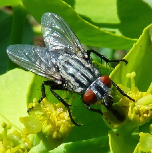 Ecologia de Insetos: Curiosidades: moscas