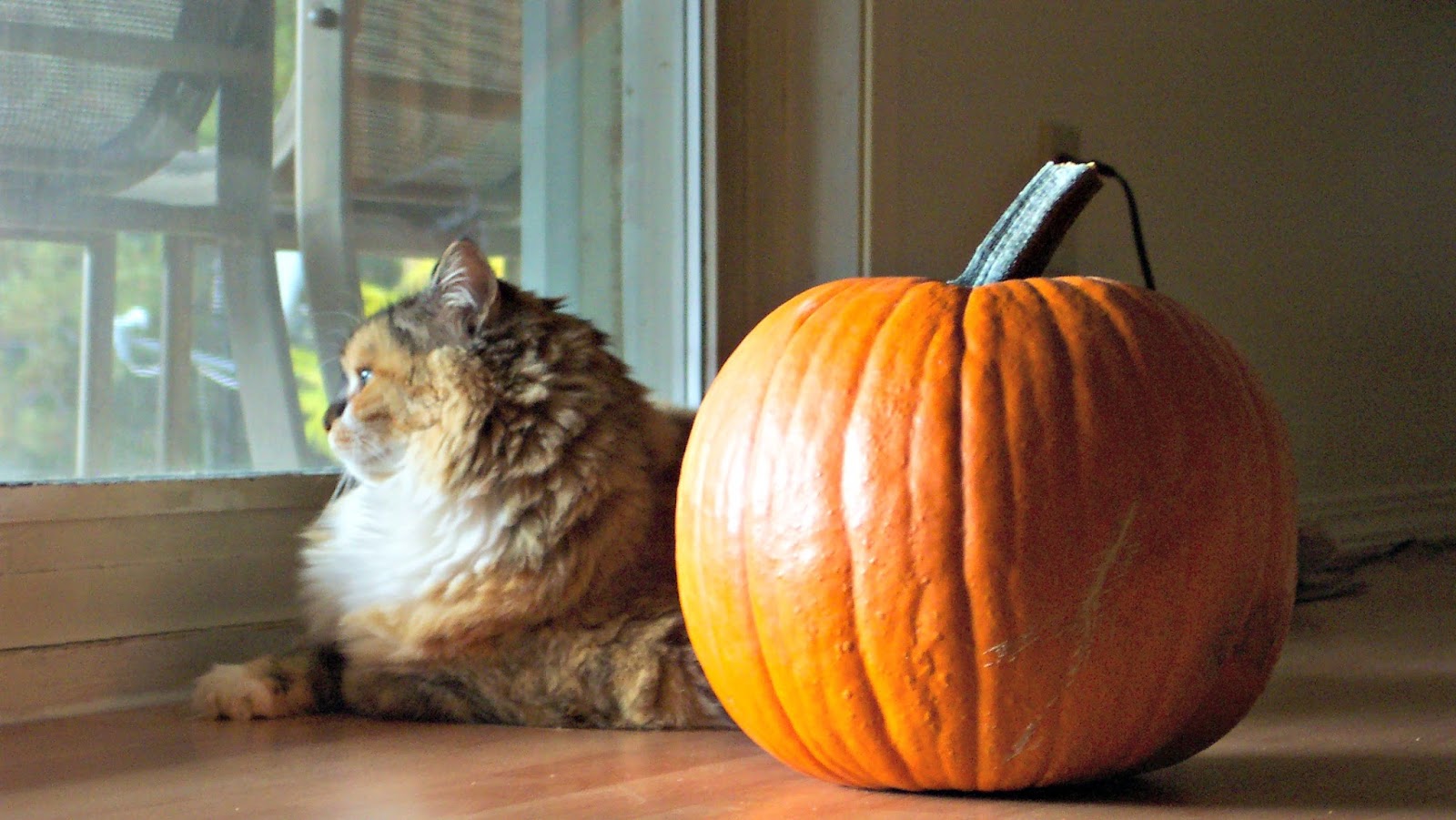 Melissa's Mochas, Mysteries and Meows: The Purrfect 10: Things To Know ...