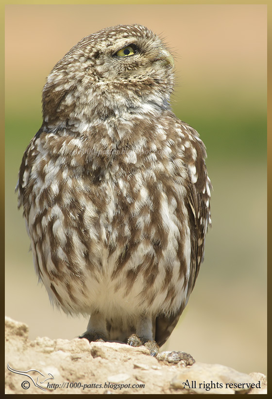 WILDLIFE GATEWAY: Chevêche d'Athéna dans l'histoire