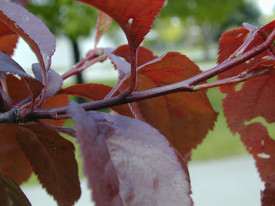 Trees of Santa Cruz County: Prunus cerasifera 'Thundercloud ...