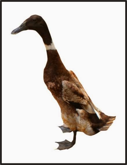 BERITIK BLOG: JENIS ITIK PETELUR MAGELANG