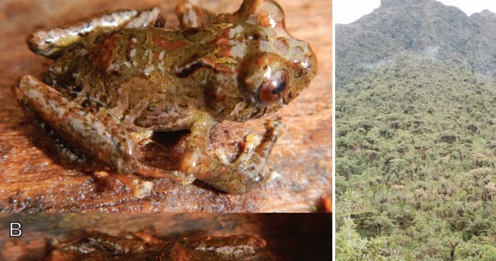 Species New to Science: [Herpetology • 2017] Pristimantis boucephalus ...