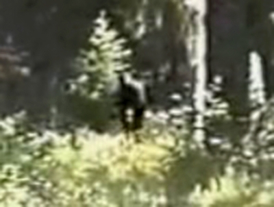 Phantoms and Monsters - Real Eyewitness Cryptid Encounter Reports