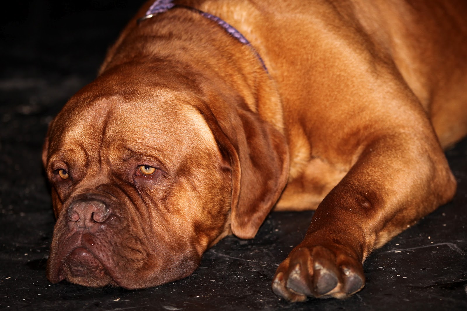 Pedigree Dogs Exposed - The Blog: Hot Dogues