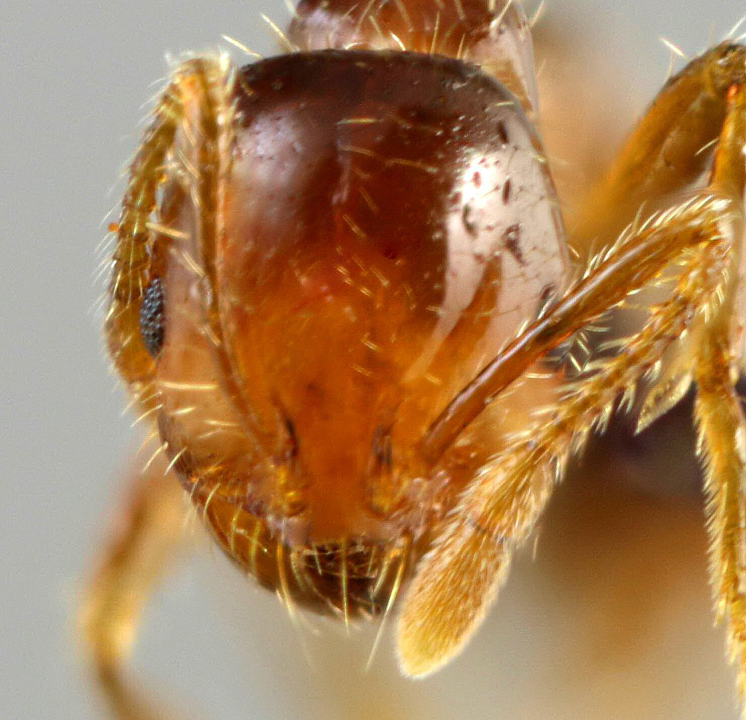 fourmis de Cuba- Hormigas de Cuba- Ants of Cuba: Solenopsis geminata