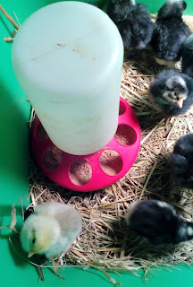 Hard-Knock Homesteading: A Beginner's Guide to Hatching Chickens