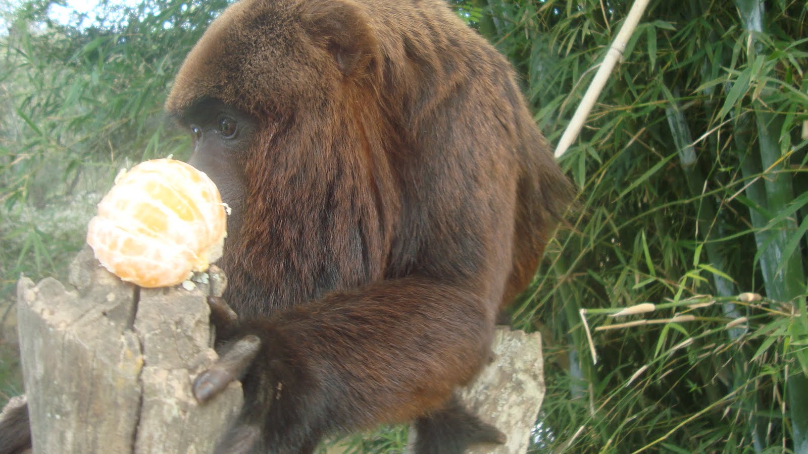 PROJETO CURUPIRA: Fotos do Bugio