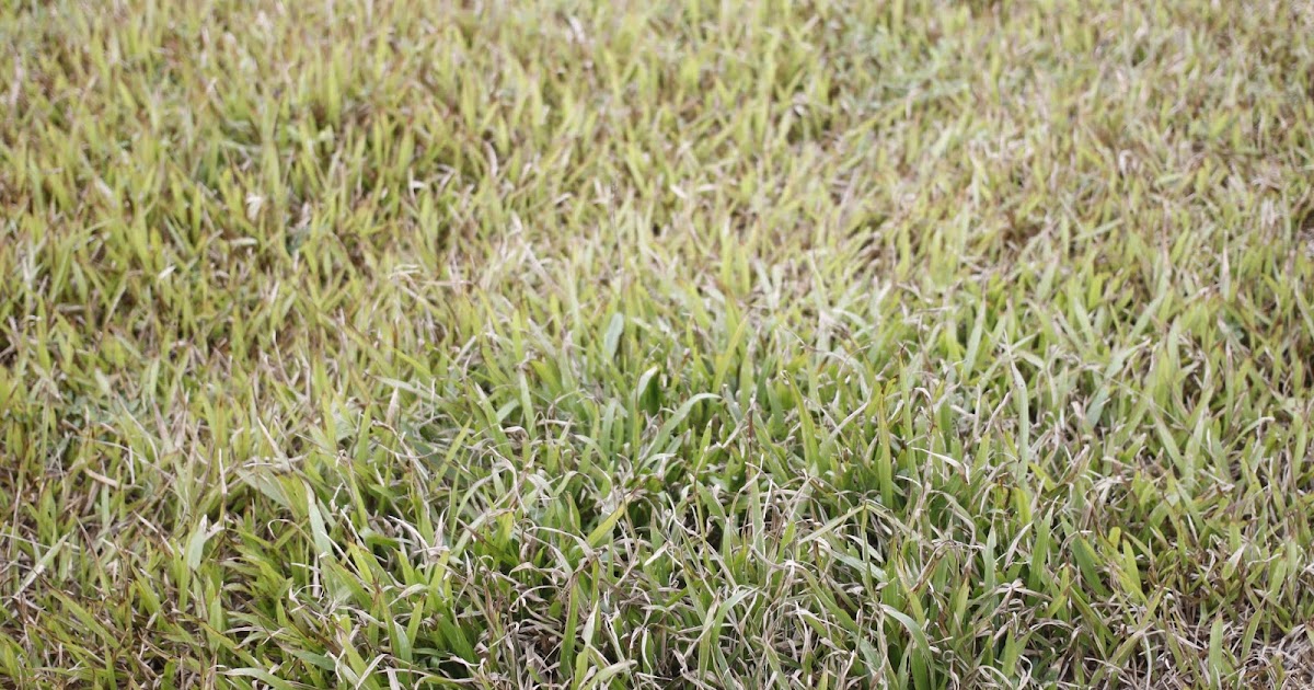 Evergreen Resources Tree Farm: Easy Steps In Planting Falcata Tree