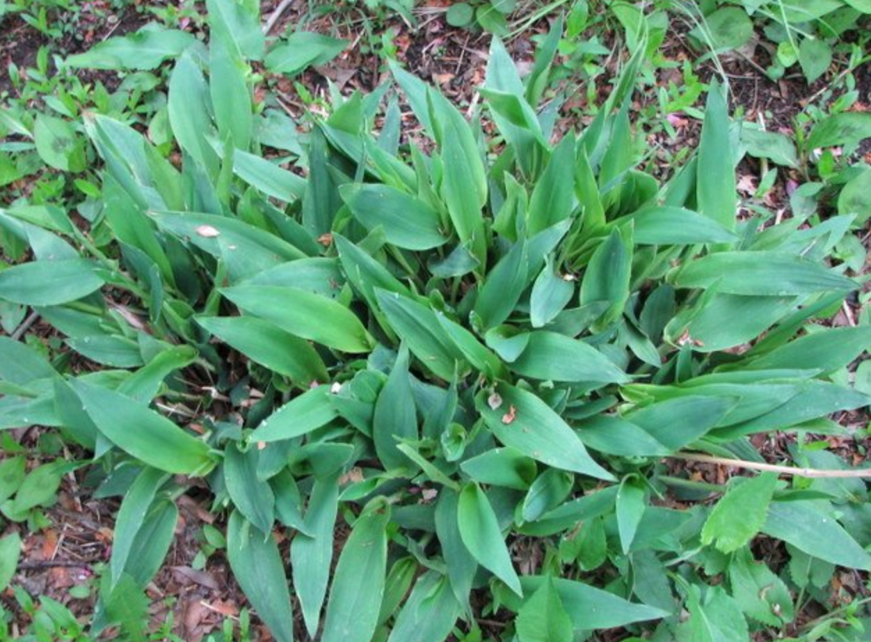 clay and limestone: Wildflower Wednesday: Deer-tongue Grass