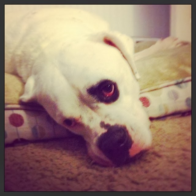 Popcorn, Pugs & Peonies: A Dog's Life (Or 3)