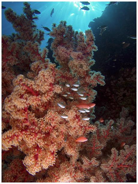 échos de mon grenier: Bleu corail
