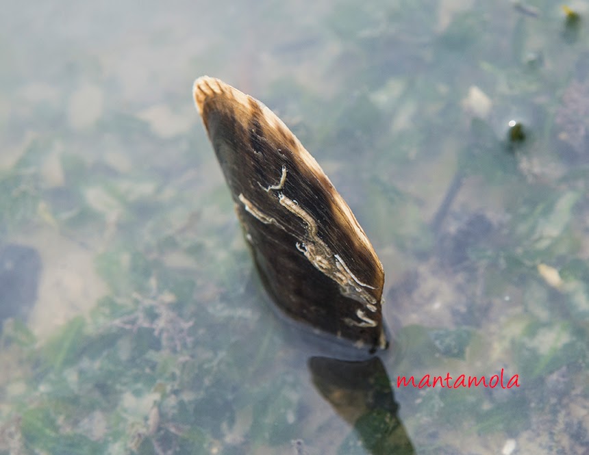 manta blog: New Year Day on Sea Shore