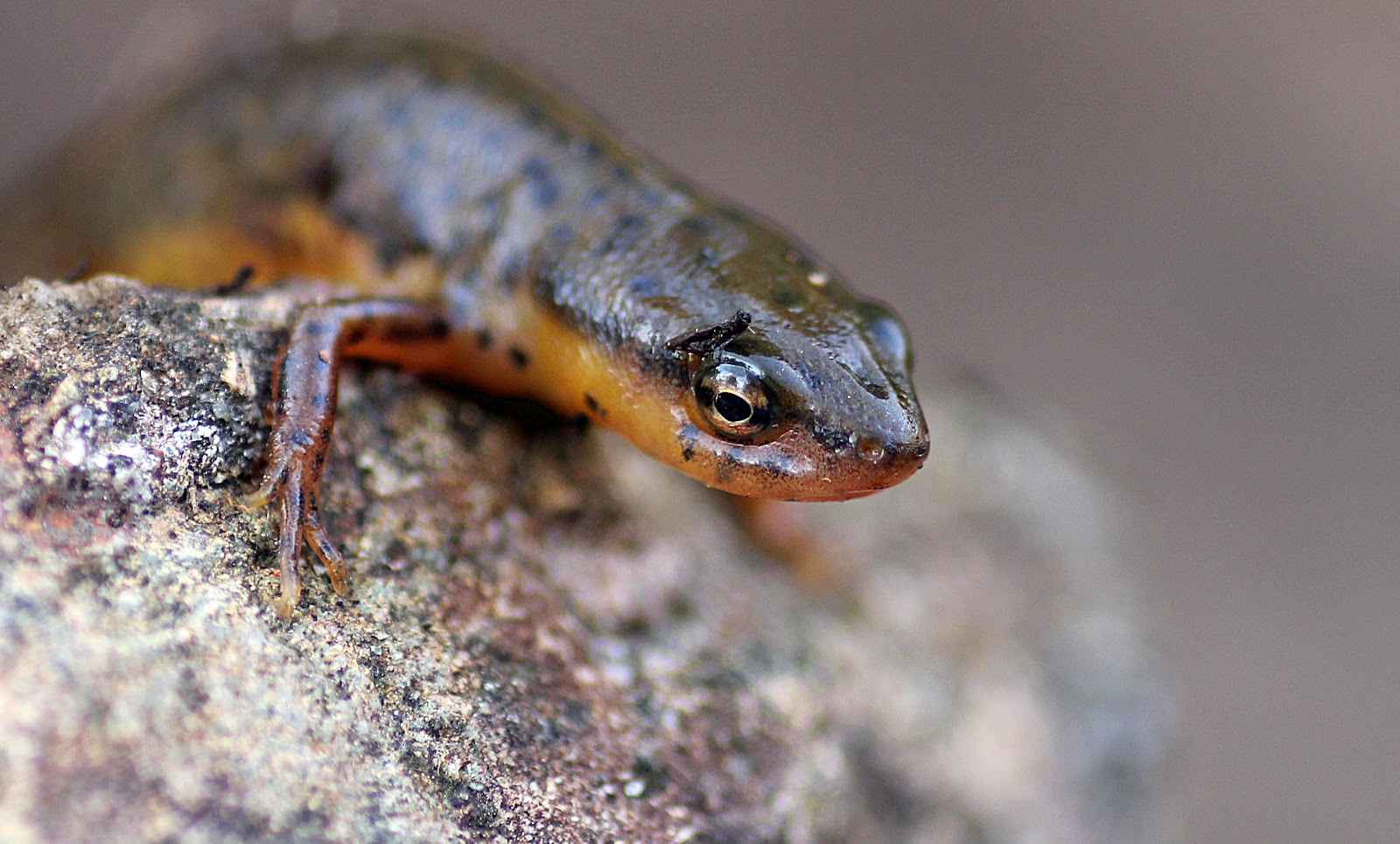 MObugs: Central Newt