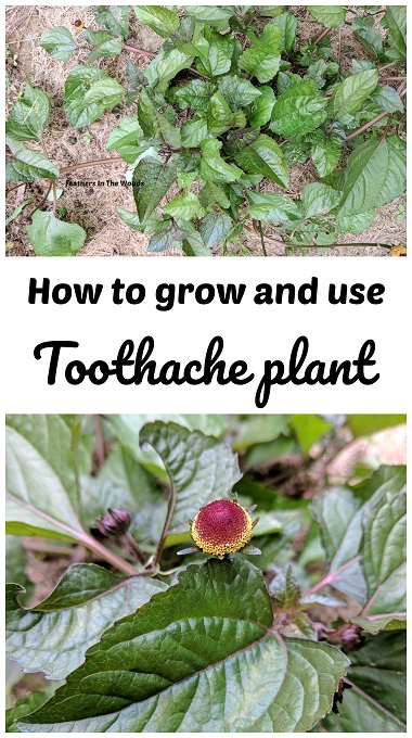How to grow and use Toothache plant - Feathers in the woods